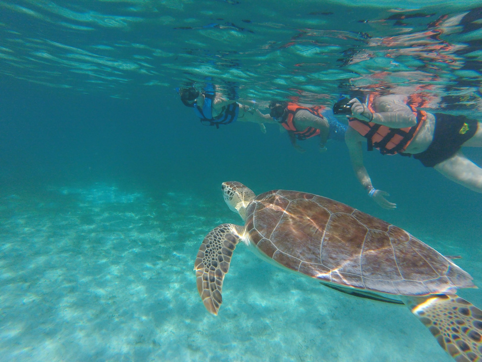 en-us-Nado con tortugas :: akumalguides